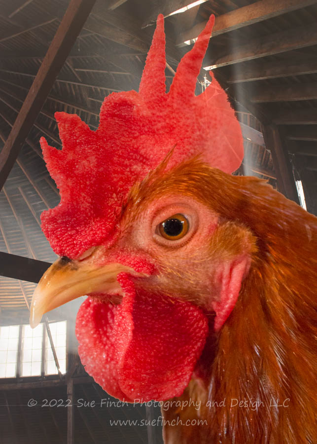 Round Barn Chicken – Sue Finch Photography and Design LLC