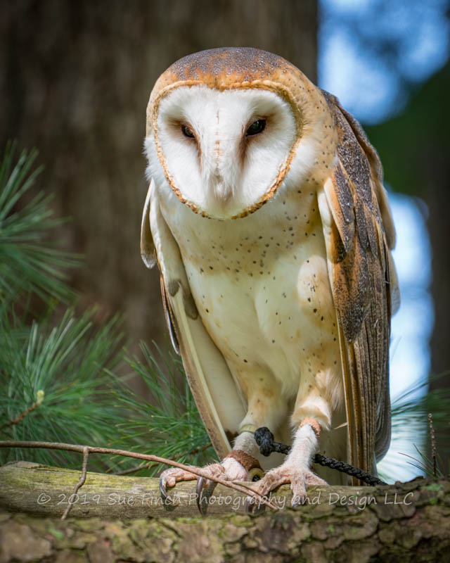 First Steps – Sue Finch Photography and Design LLC