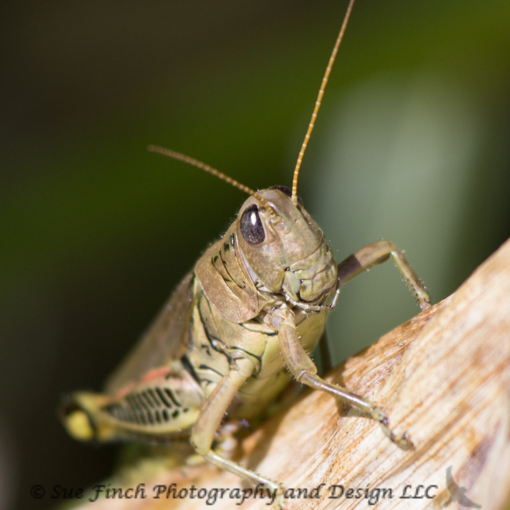 Grasshopper – Sue Finch Photography and Design LLC