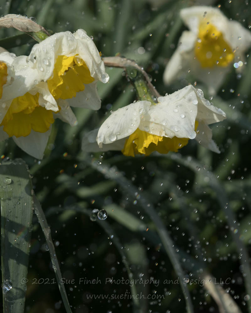 2021 52 Frames (53) Complete Photography Project – Sue Finch ...