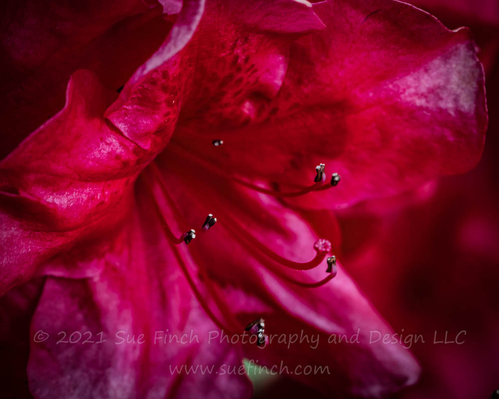 2021 52 Frames (53) Complete Photography Project – Sue Finch ...
