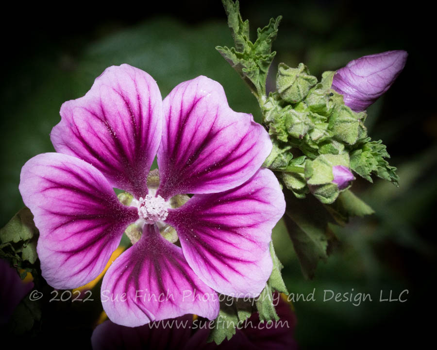 Common Mallow – Sue Finch Photography and Design LLC