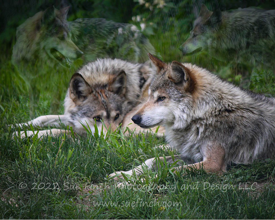 Generations – Sue Finch Photography and Design LLC