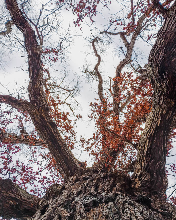 Up a Tree – Logan Oak – 52Frames -Shoot from below – Sue Finch ...