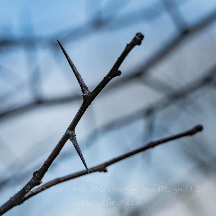 6. Protected – 52Frames Shallow Depth of Field ” – Sue Finch ...