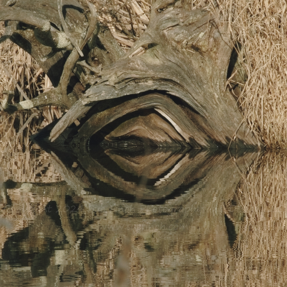 February 2024 Picture-A-Day – Sue Finch Photography and Design LLC