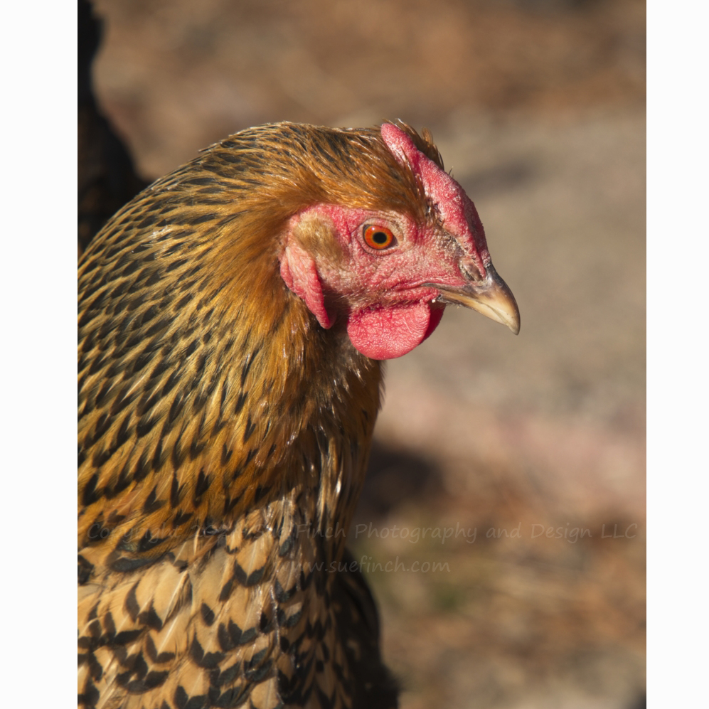 February 2024 Picture-A-Day – Sue Finch Photography and Design LLC