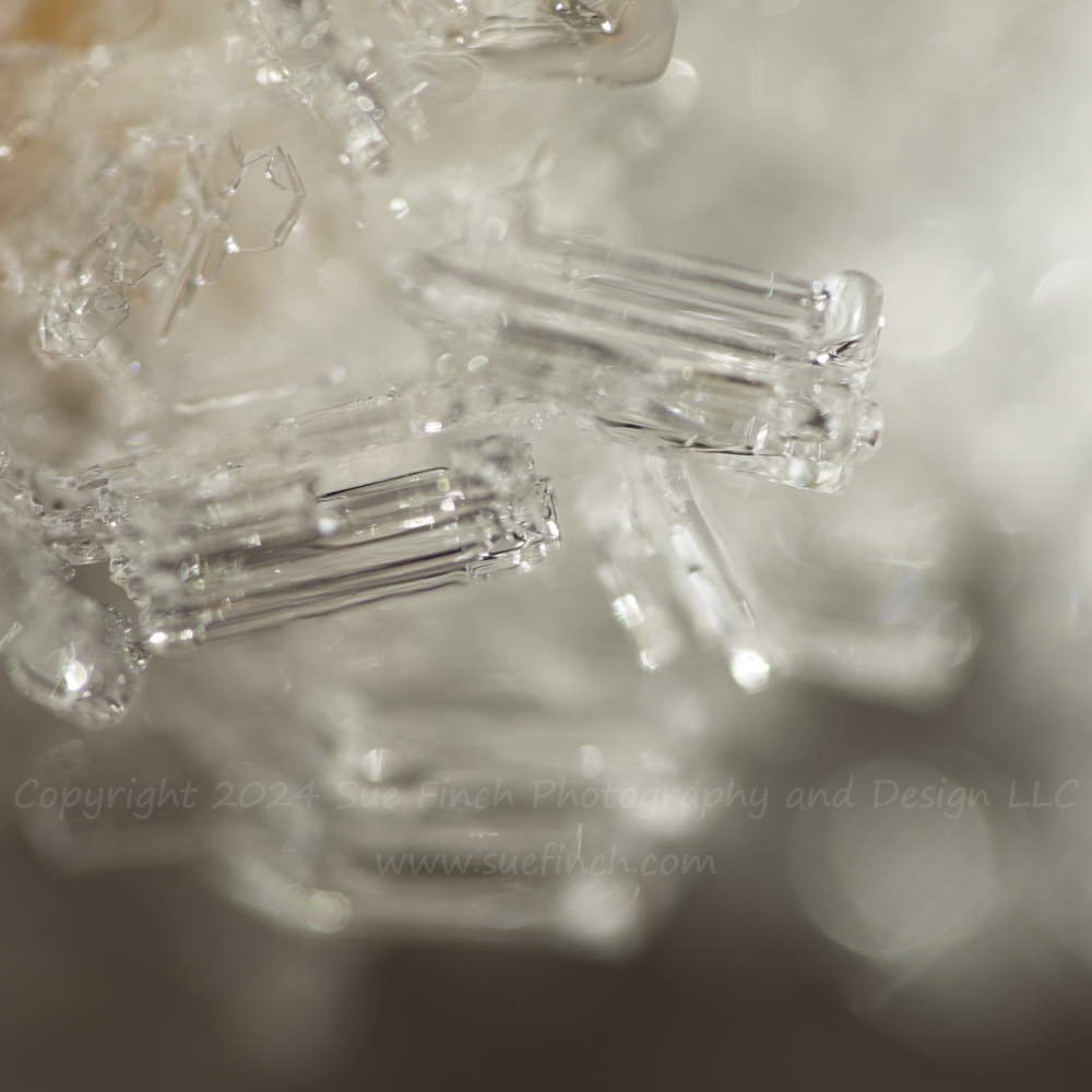 February 2024 Picture-A-Day – Sue Finch Photography and Design LLC