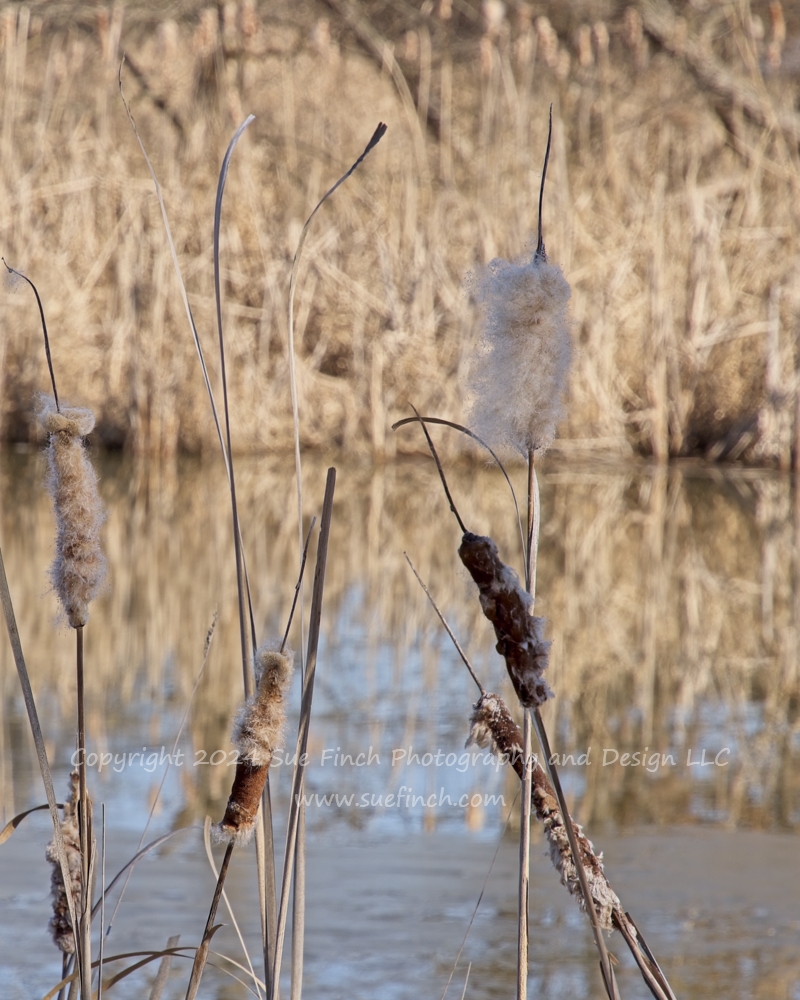 February 2024 Picture-A-Day – Sue Finch Photography and Design LLC