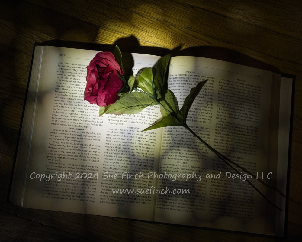 February 2024 Picture-A-Day – Sue Finch Photography and Design LLC