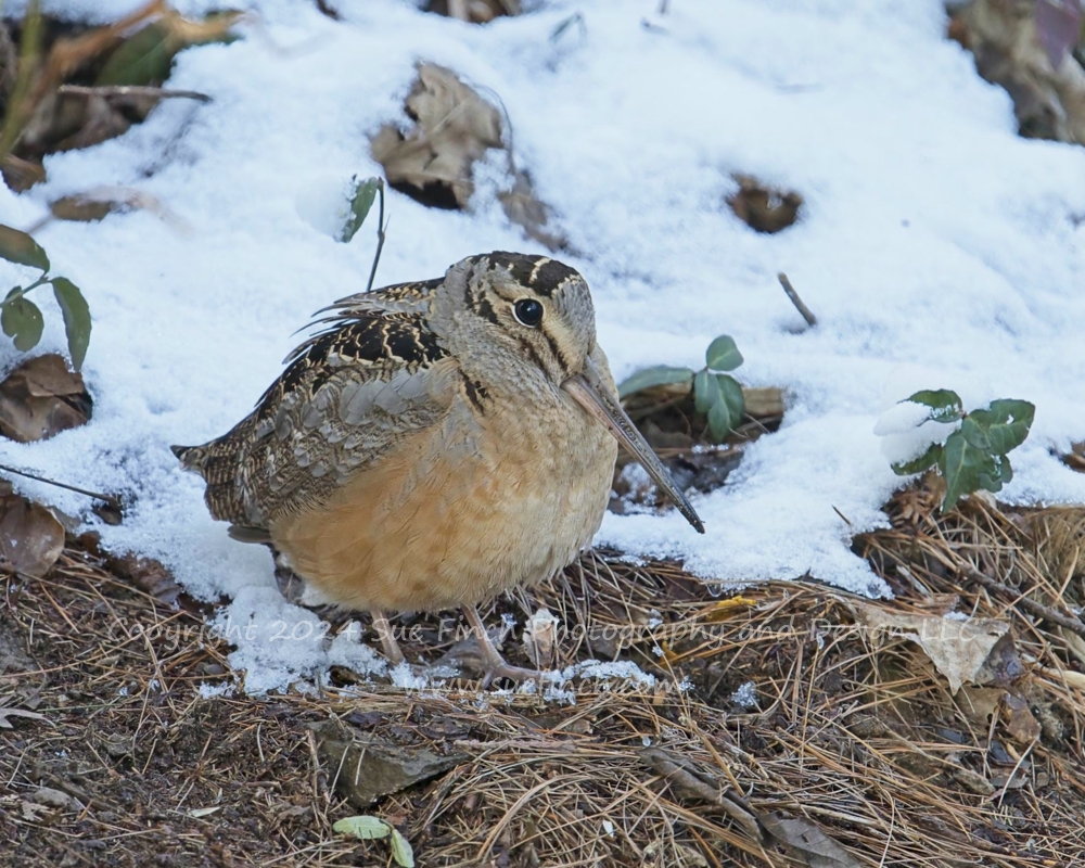 February 2024 Picture-A-Day – Sue Finch Photography and Design LLC