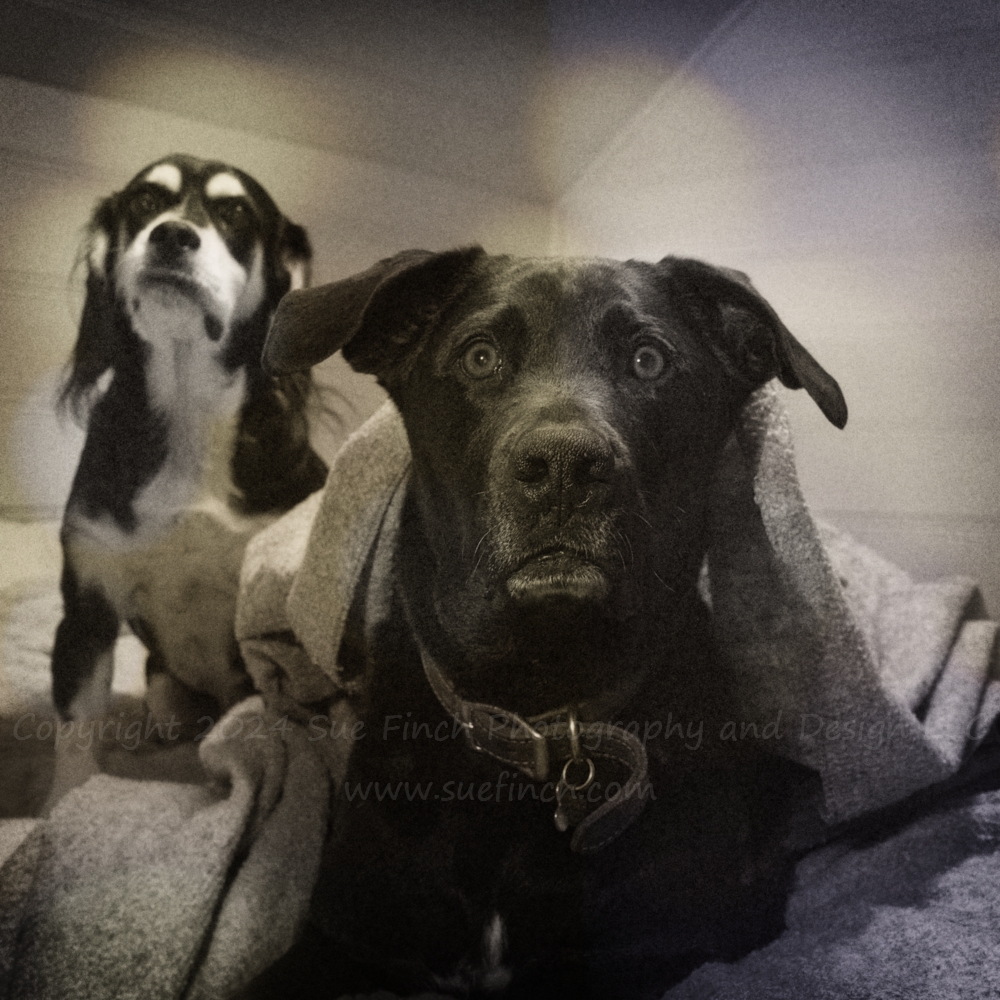 February 2024 Picture-A-Day – Sue Finch Photography and Design LLC