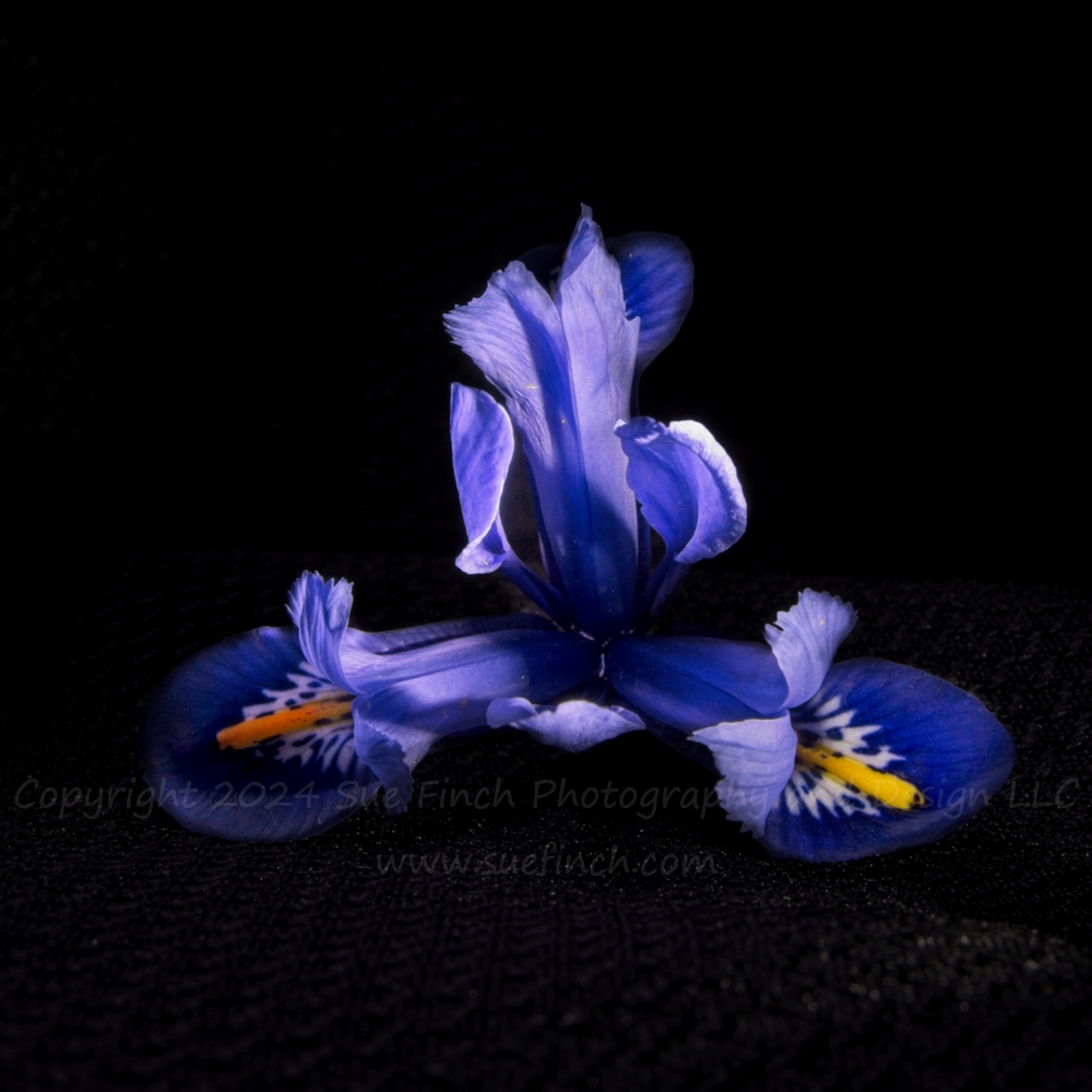 February 2024 Picture-A-Day – Sue Finch Photography and Design LLC