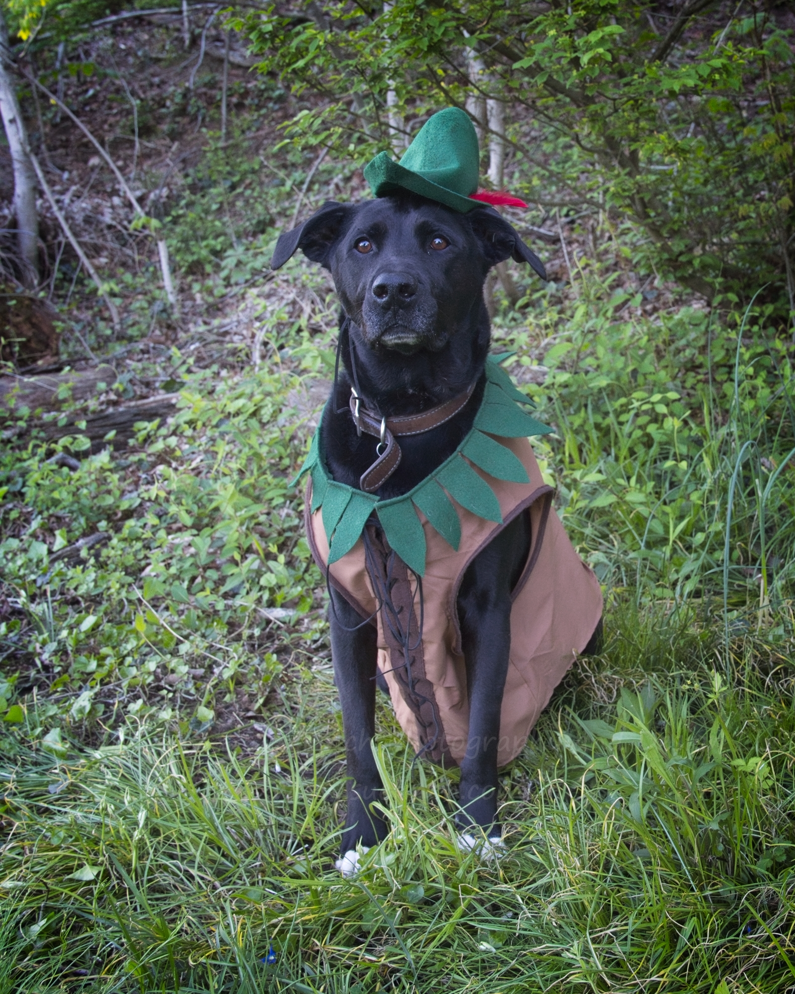 16. Tucker on an Adventure ” – Sue Finch Photography and Design LLC